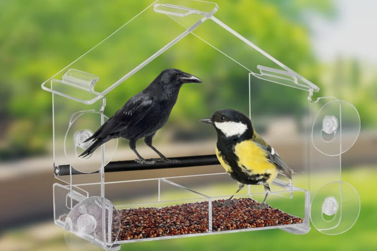 What Are Window Bird Feeders? Discover All You Need To Know