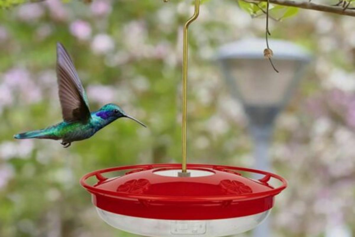 Can you Put Hummingbird Feeders in the Sun? Discover All You Need To Know