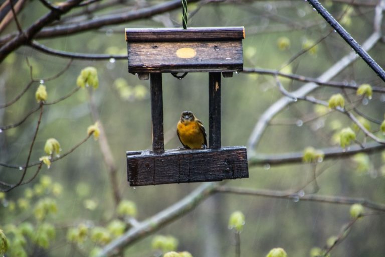 Can You Leave Bird Feeders Out in the Rain? Everything You Need to Know
