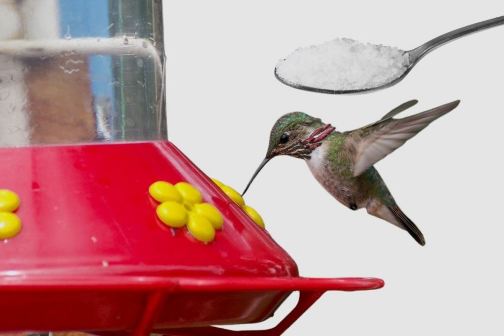 How Much Sugar Should You Use In a Hummingbird Feeder?