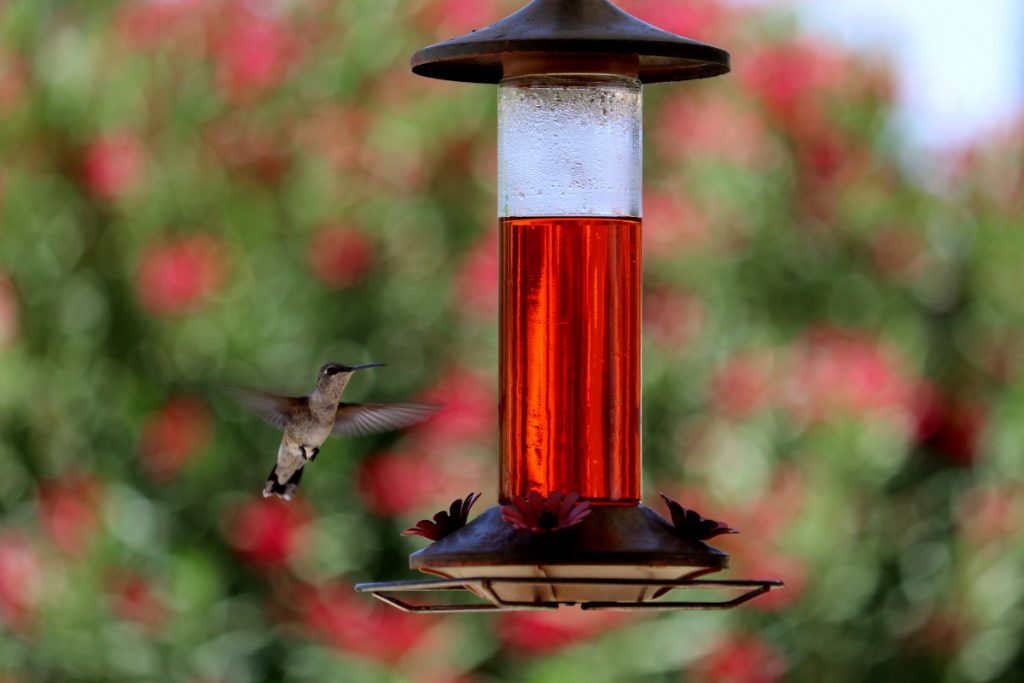 How To Remove Rust From Hummingbird Feeder