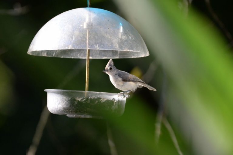 Can You Leave Bird Feeders Out in the Rain? Everything You Need to Know