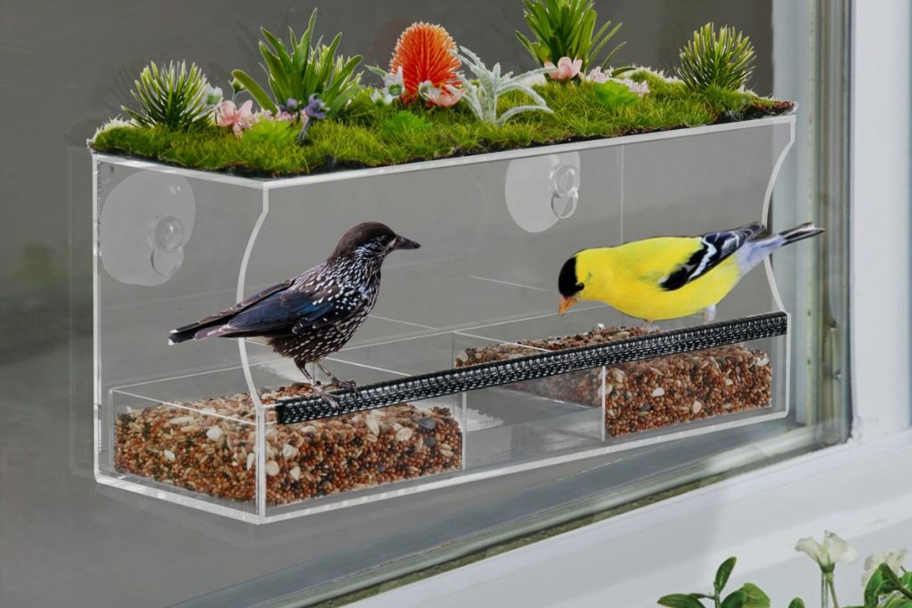 Will Birds Use A Window Feeder? A Comprehensive Guide