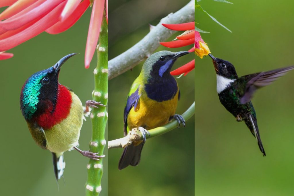 Are There Hummingbirds In China?