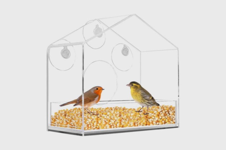 Discover The Benefits Of Using Window Bird Feeders