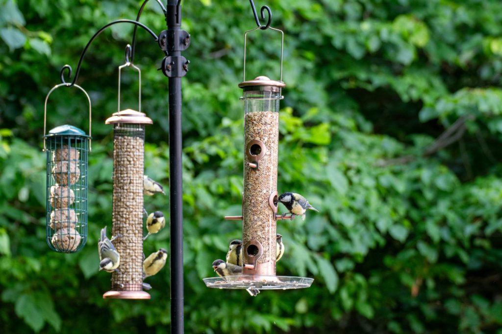 Wasp Nest in Bird Feeder: How to Safely Remove and Prevent These ...