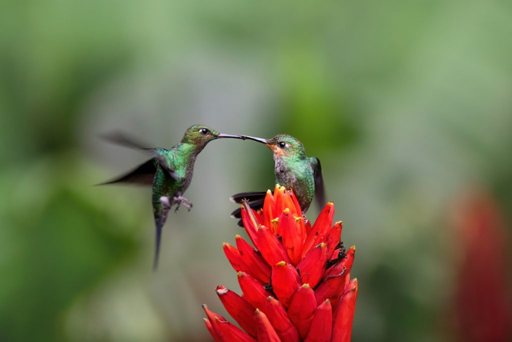 How to Stop Hummingbirds from Fighting Over Feeders: 7 Easy Steps for a ...