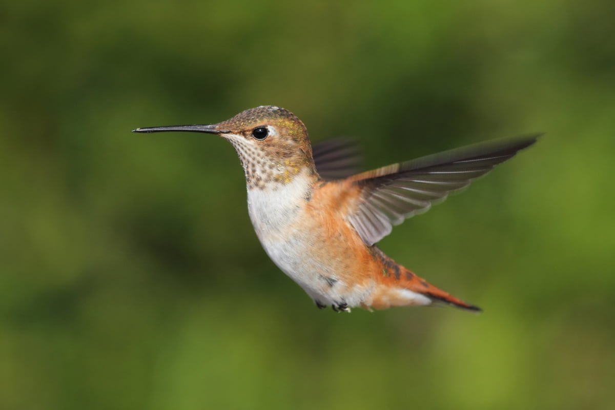 When Do Hummingbirds Leave Oregon? A Guide to Their Seasonal Migration