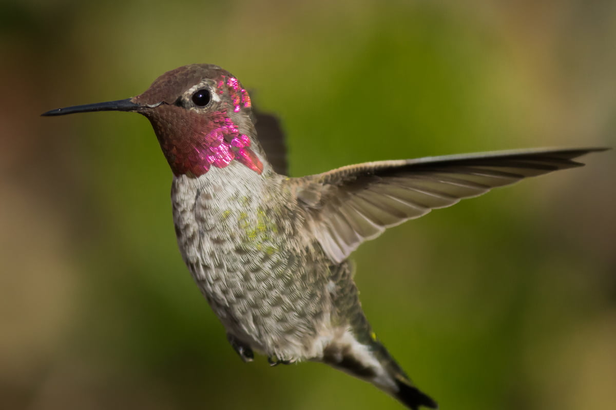 When Do Hummingbirds Leave Oregon? A Guide to Their Seasonal Migration