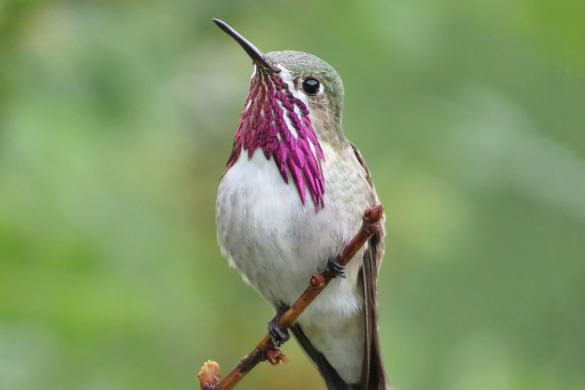 When Do Hummingbirds Leave Oregon? A Guide to Their Seasonal Migration