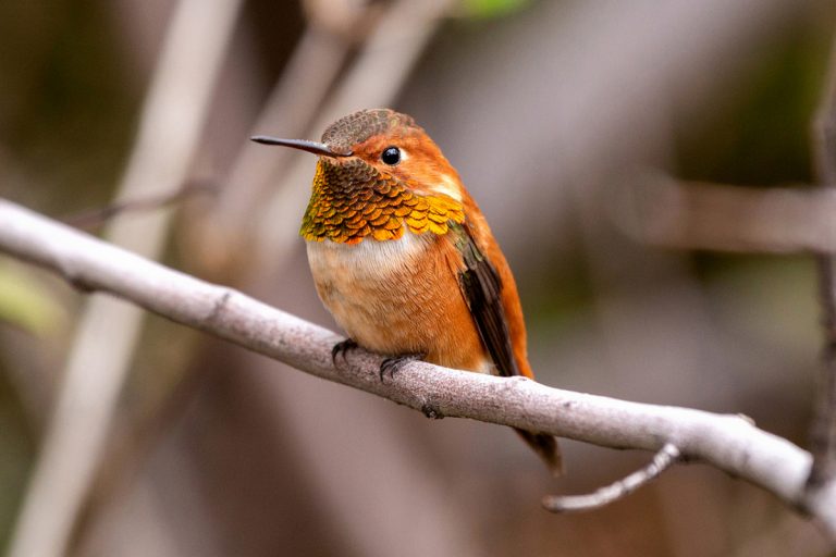 When Do Hummingbirds Leave Oregon? A Guide to Their Seasonal Migration