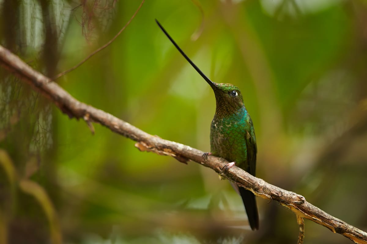 Do Hummingbirds Beaks Open When Feeding? Discover All You Need To Know
