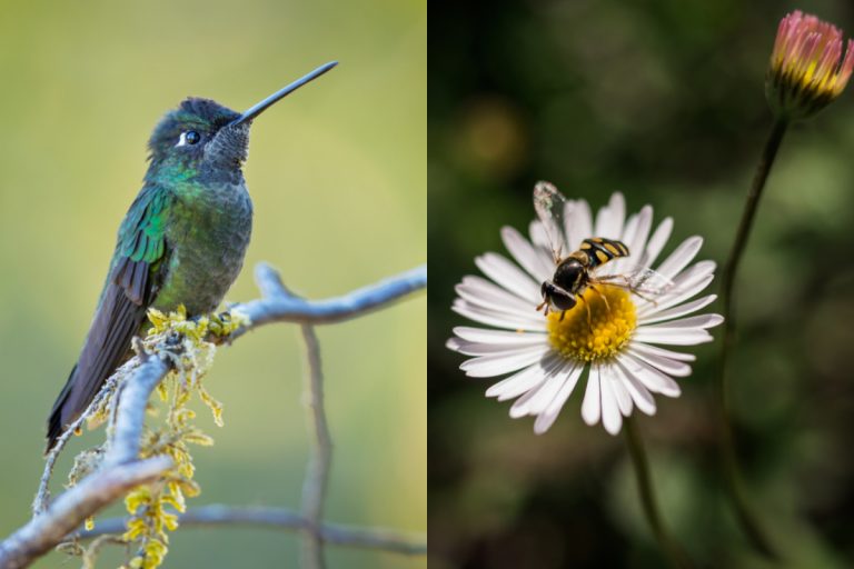 Do Hummingbirds Eat Wasps? Discover All You Need To Know