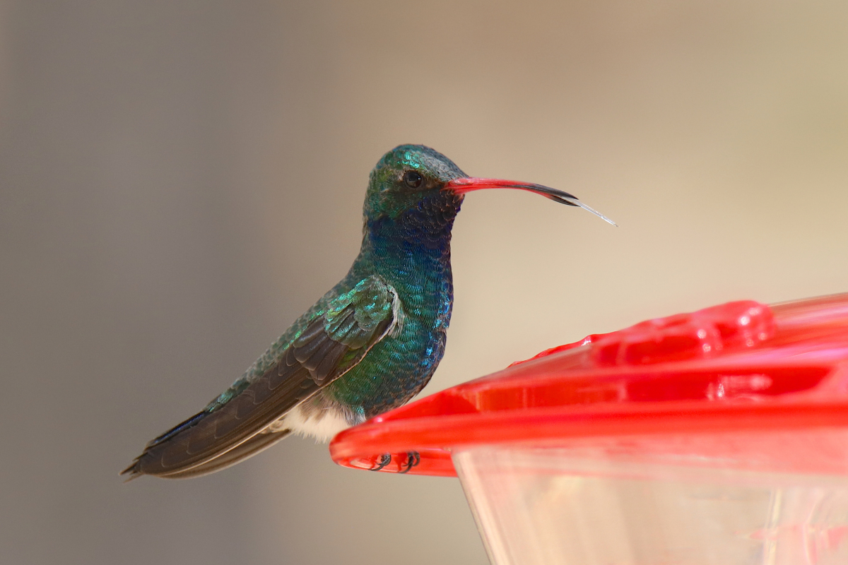 When Do Hummingbirds Leave Indiana? [2025]