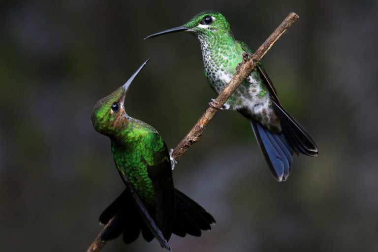 Unveiling 25 Hummingbird Behaviors That You May Not Know