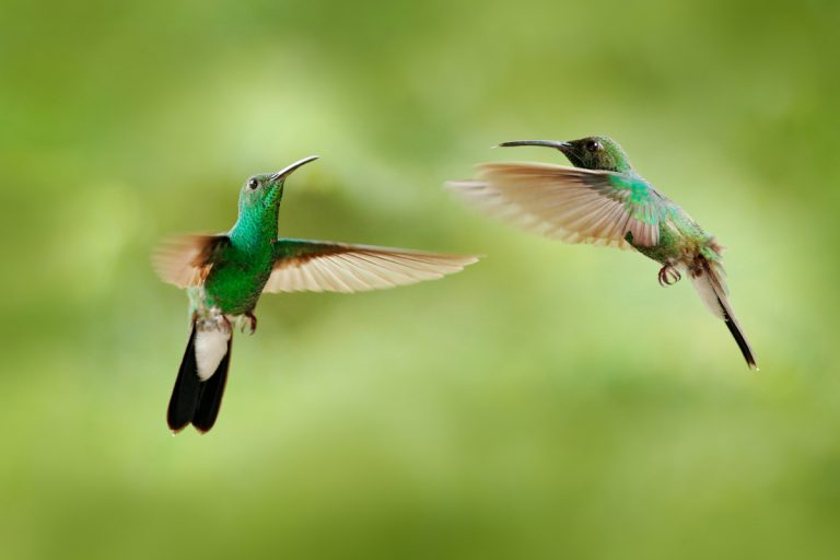 Unveiling 25 Hummingbird Behaviors That You May Not Know