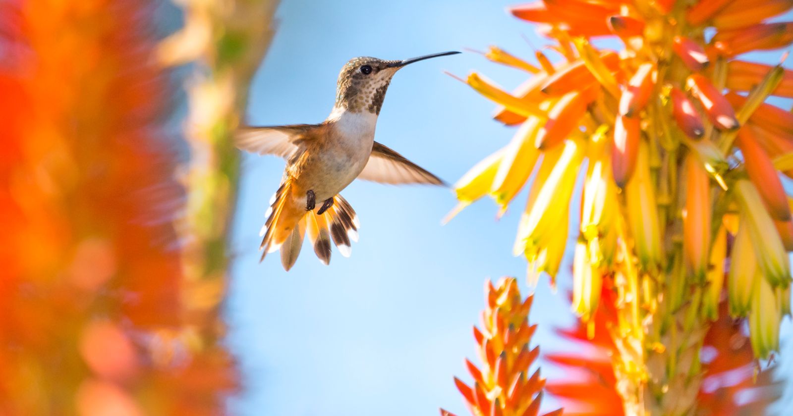 8 Surprising Ways Hummingbirds Contribute to the Ecosystem