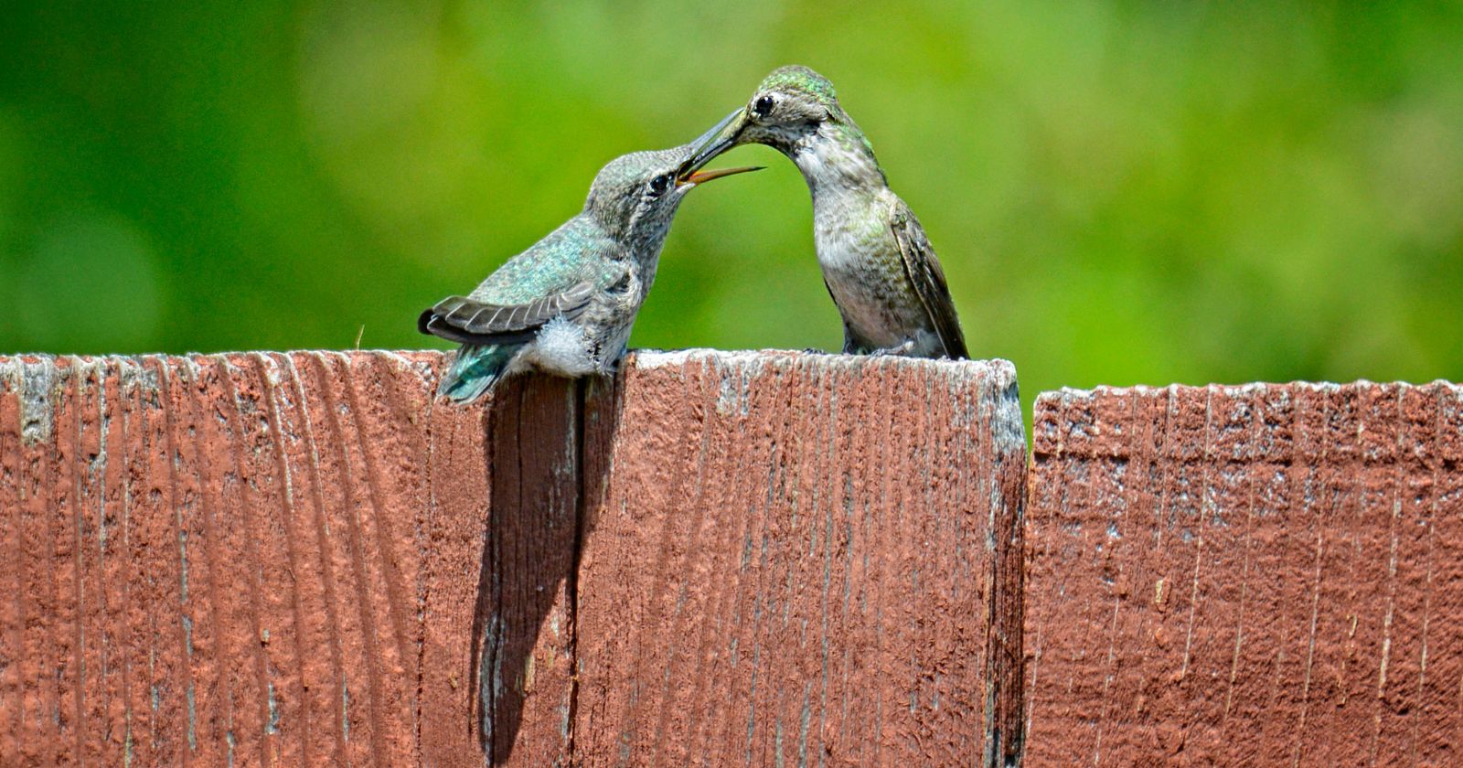 What Do Baby Hummingbirds Eat? Surprising Facts You Need to Know