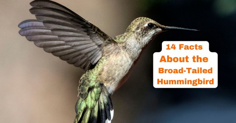 14 Facts About the Broad-Tailed Hummingbird: The Mountain Whistler