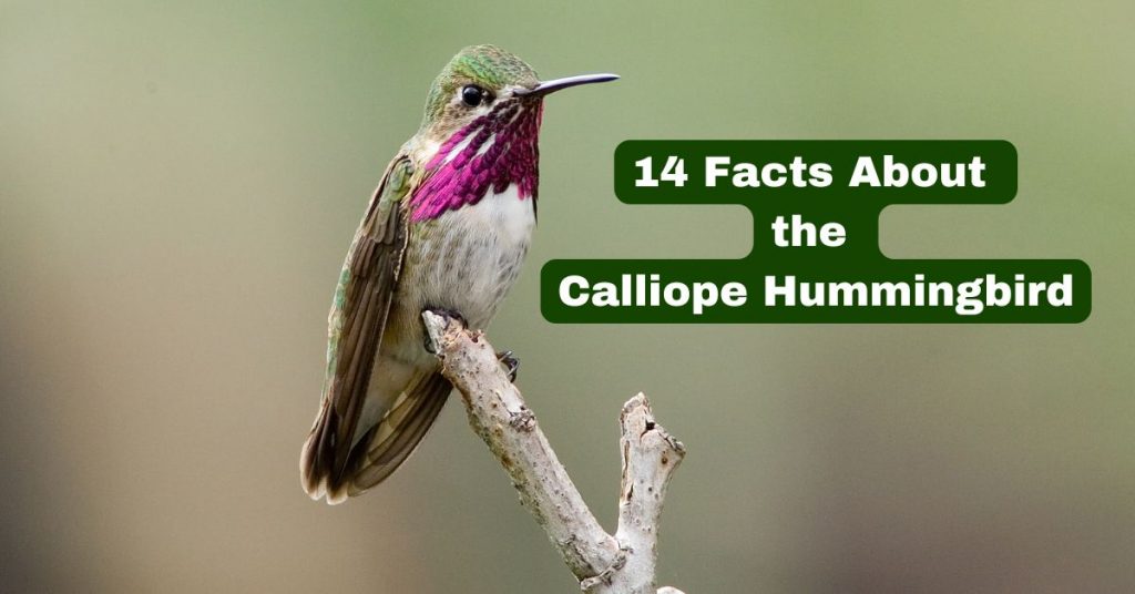 14 Facts About the Calliope Hummingbird: The World's Smallest Long ...