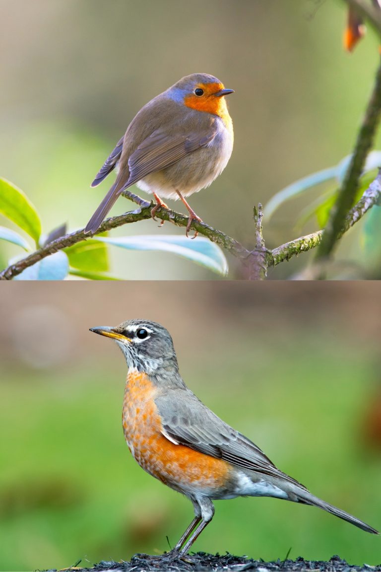 Robin Birds: The Cheeky Garden Visitors with Surprising Hidden Talents