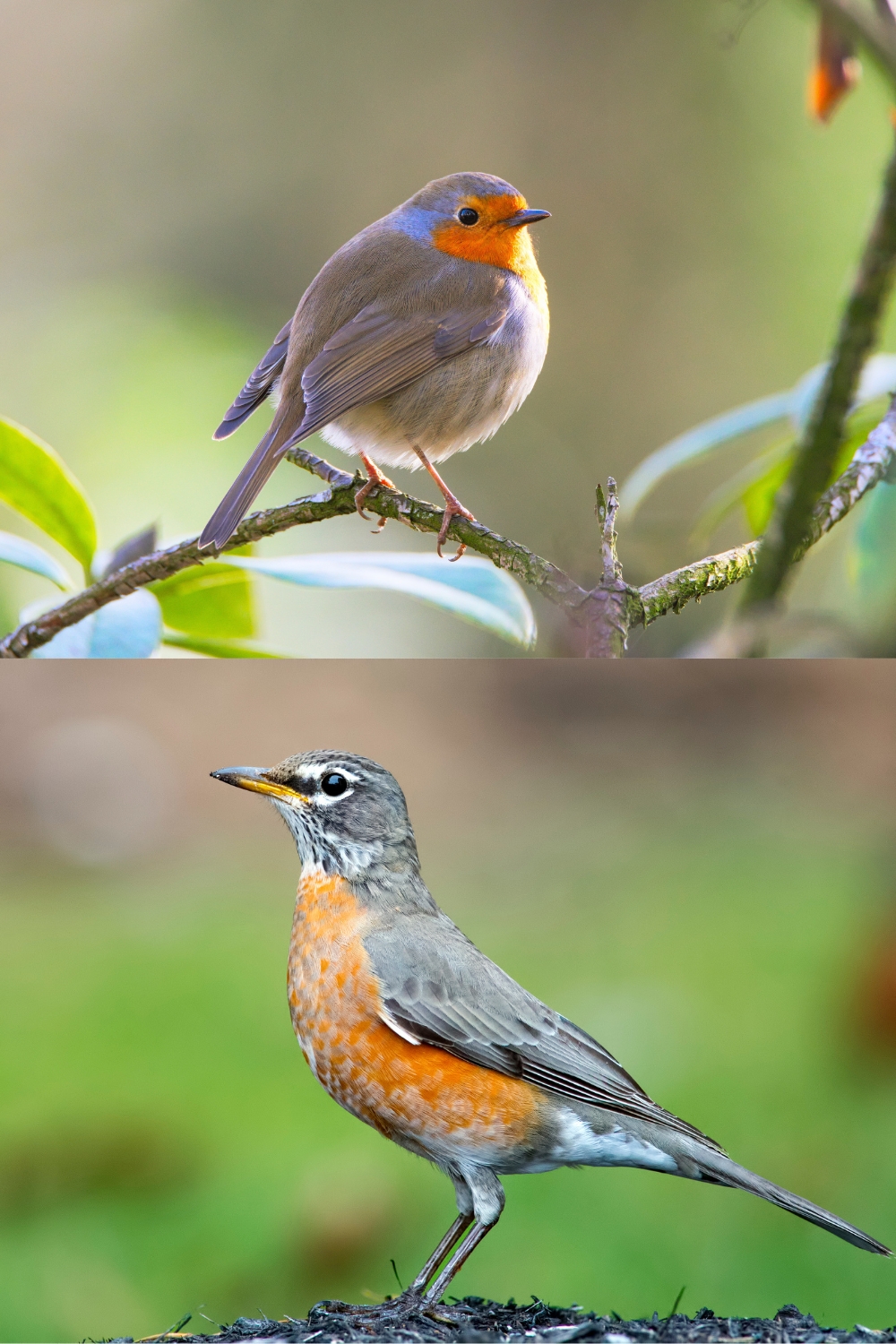 Robin Birds: The Cheeky Garden Visitors with Surprising Hidden Talents