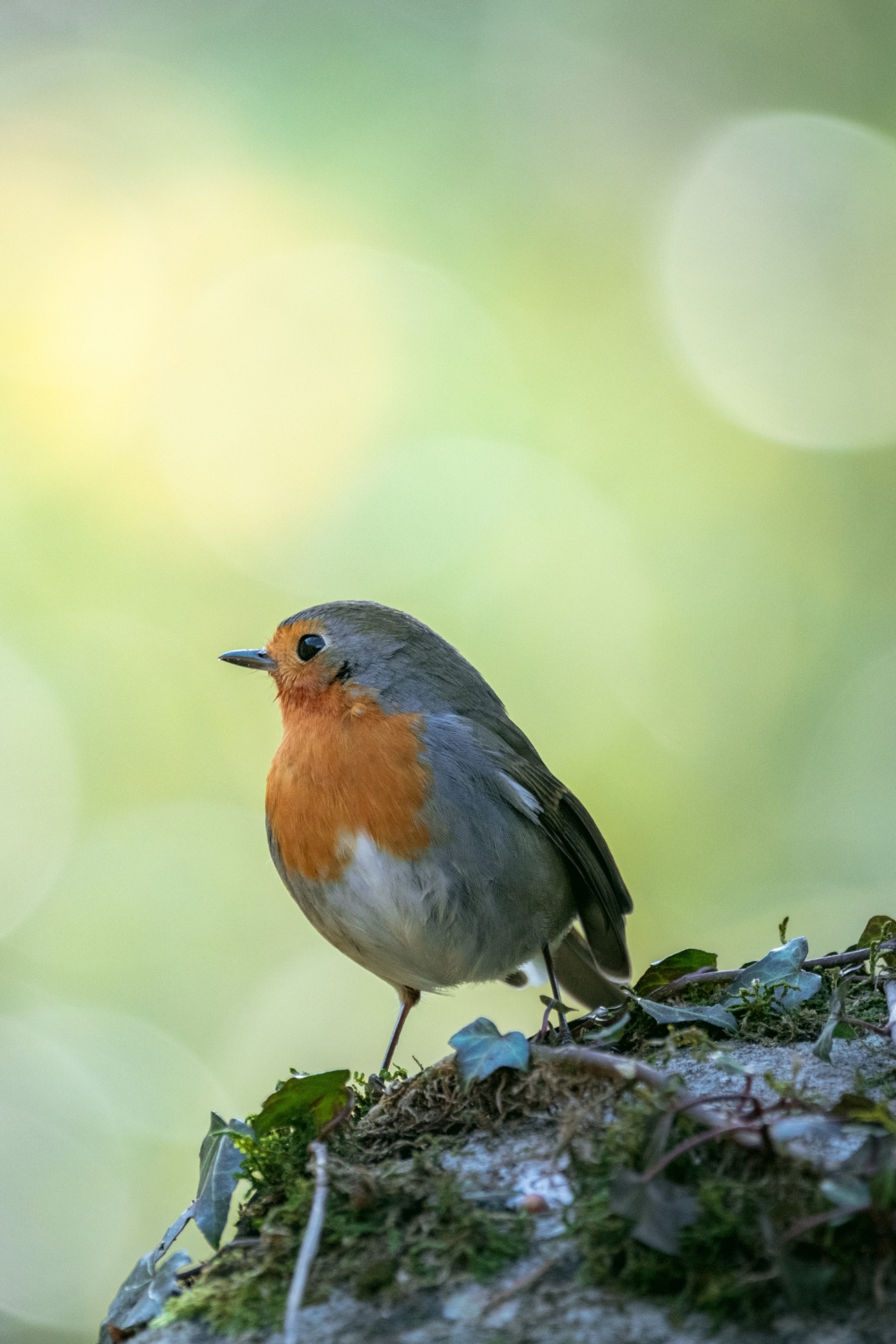 Robin Birds: The Cheeky Garden Visitors with Surprising Hidden Talents