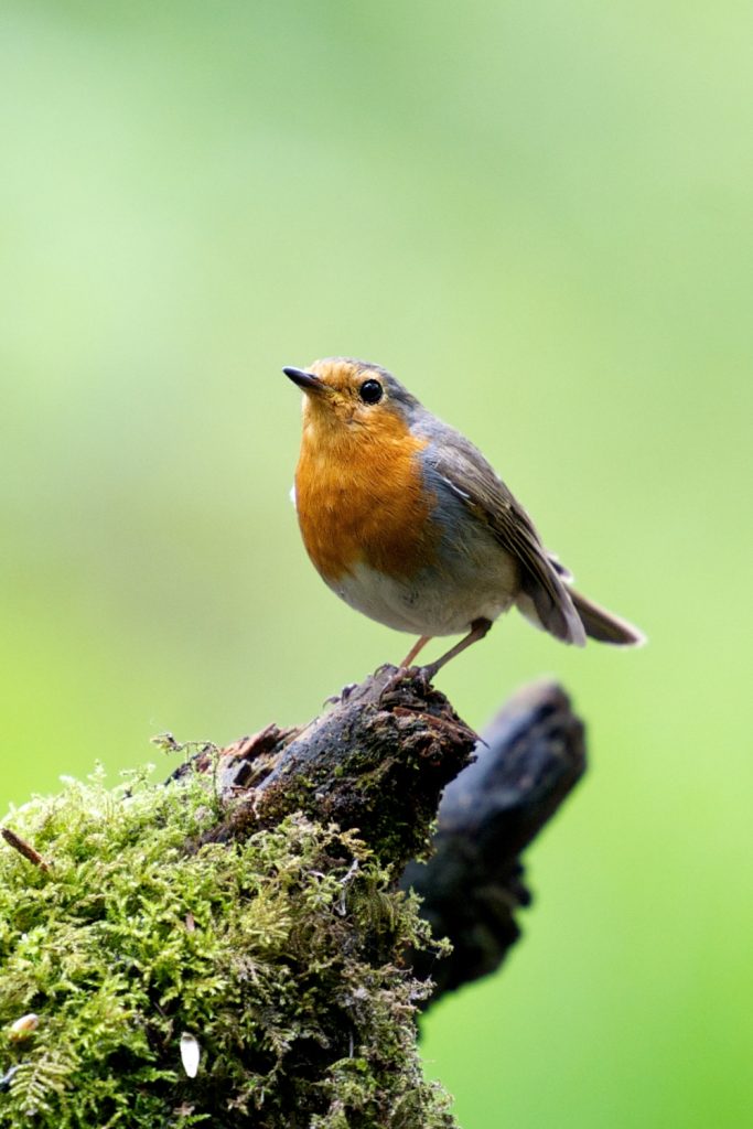 Robin Birds: The Cheeky Garden Visitors with Surprising Hidden Talents