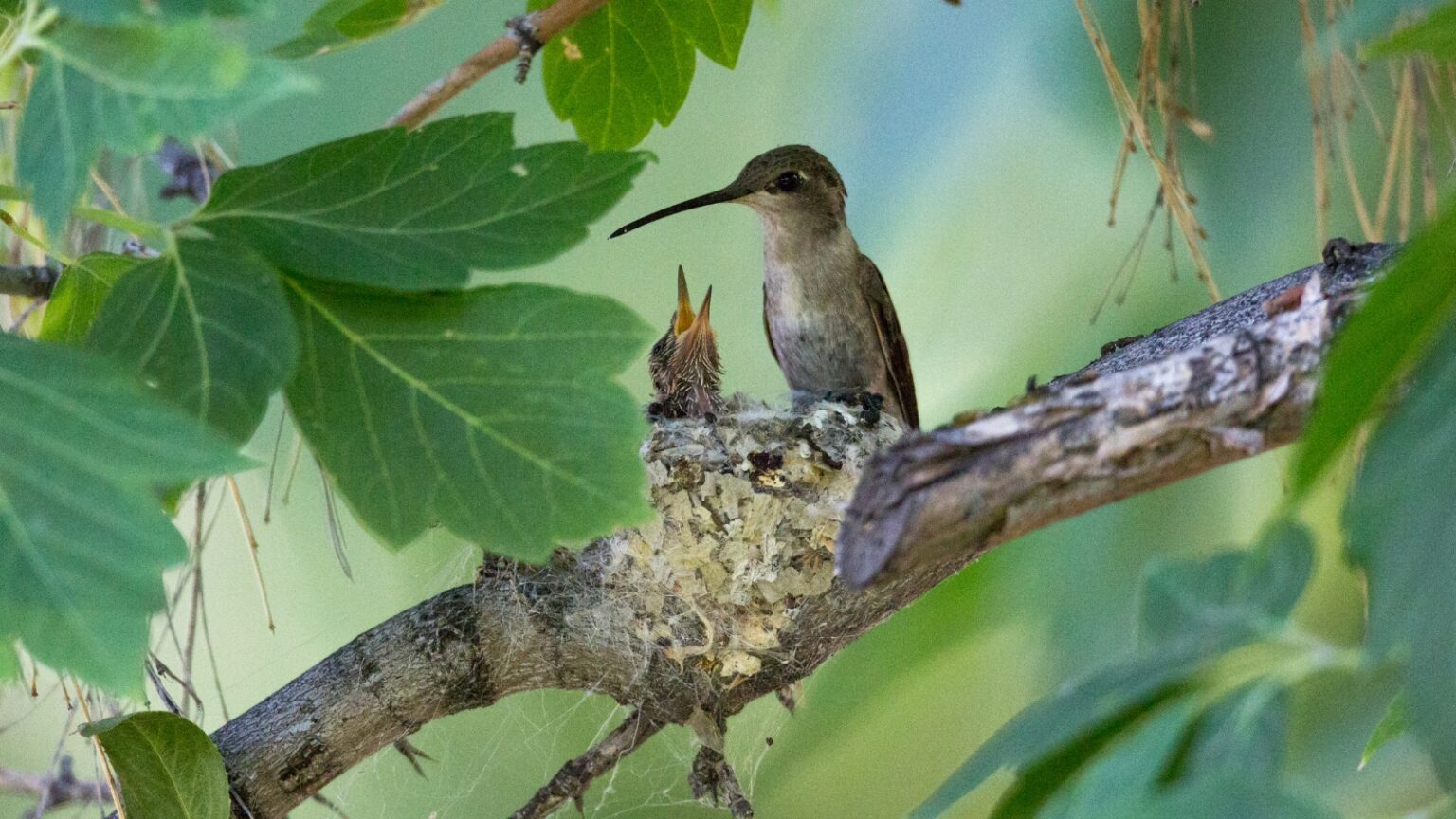 Can You Hang A Hummingbird Feeder In A Tree?