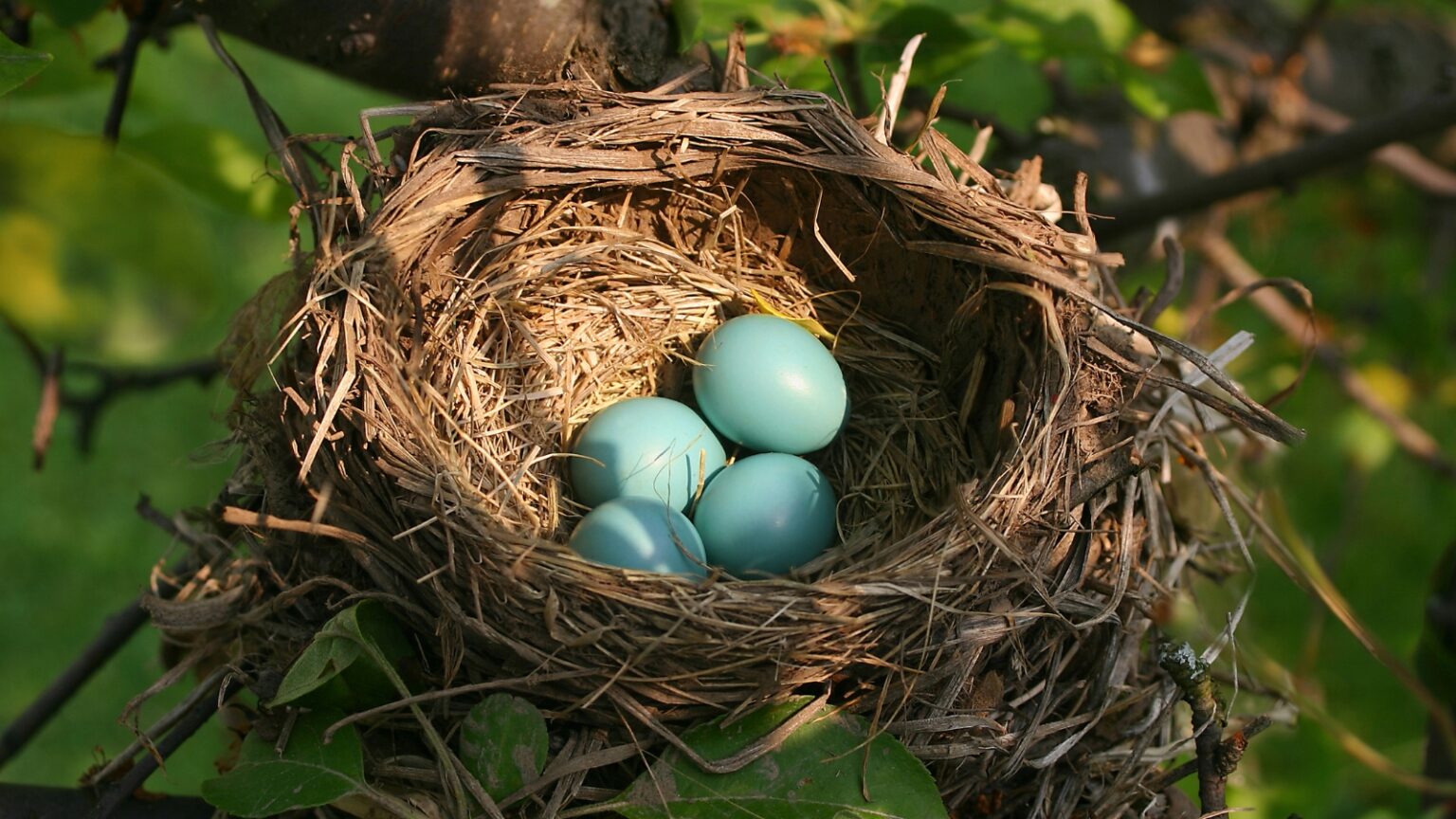 What Is a Bird Nest? A Complete Guide to Nature's Amazing Homes - Home ...