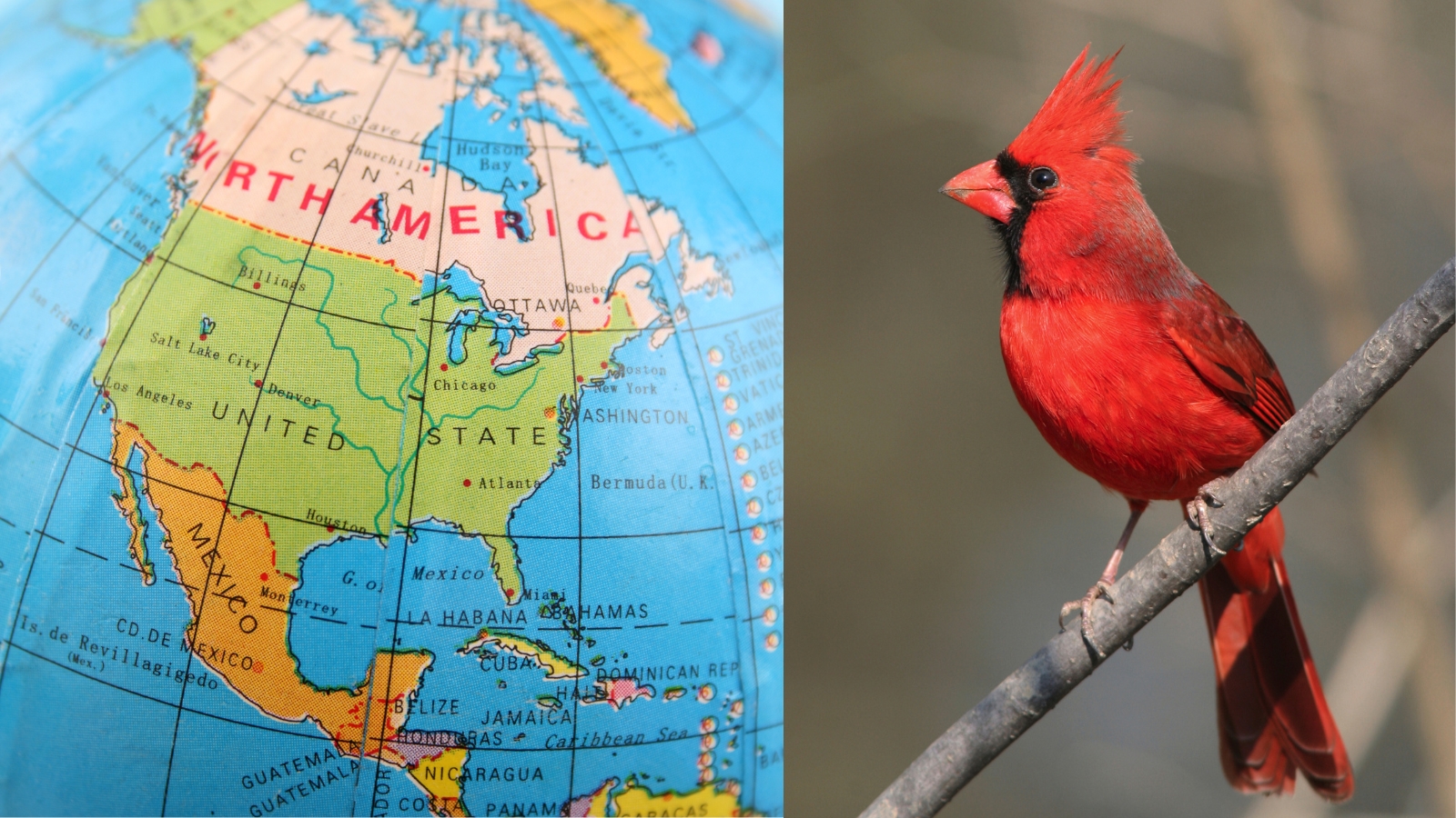 Introduction to the Northern Cardinal: A Comprehensive Guide - Home ...
