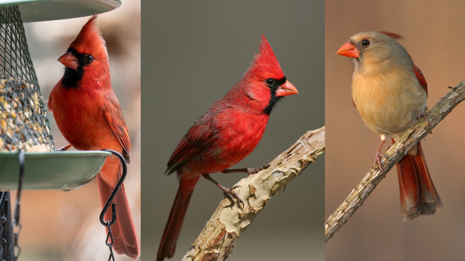 Introduction to the Northern Cardinal: A Comprehensive Guide - Home ...