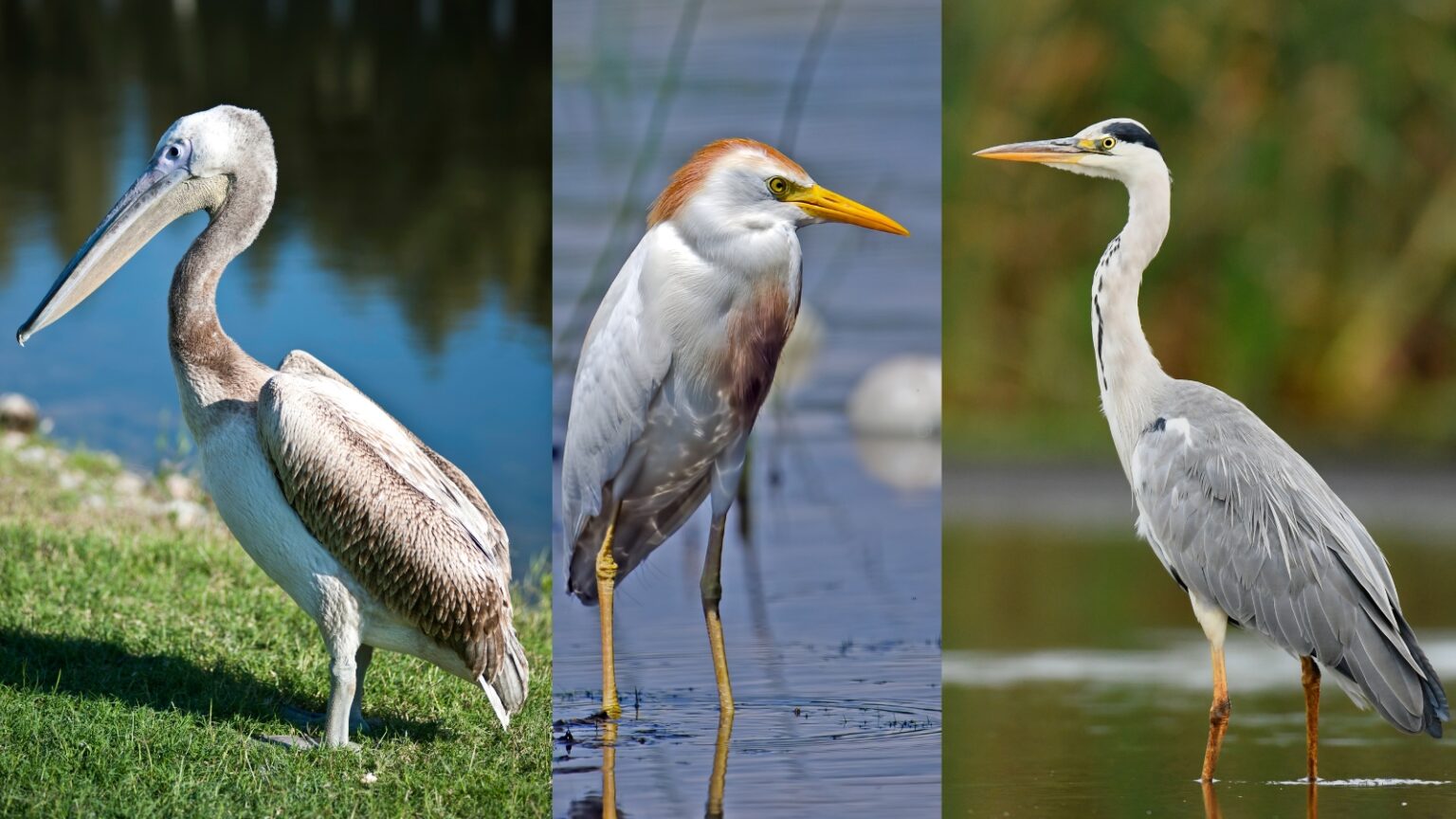 Florida Water Birds: A Complete Guide to Species, Habitats and ...