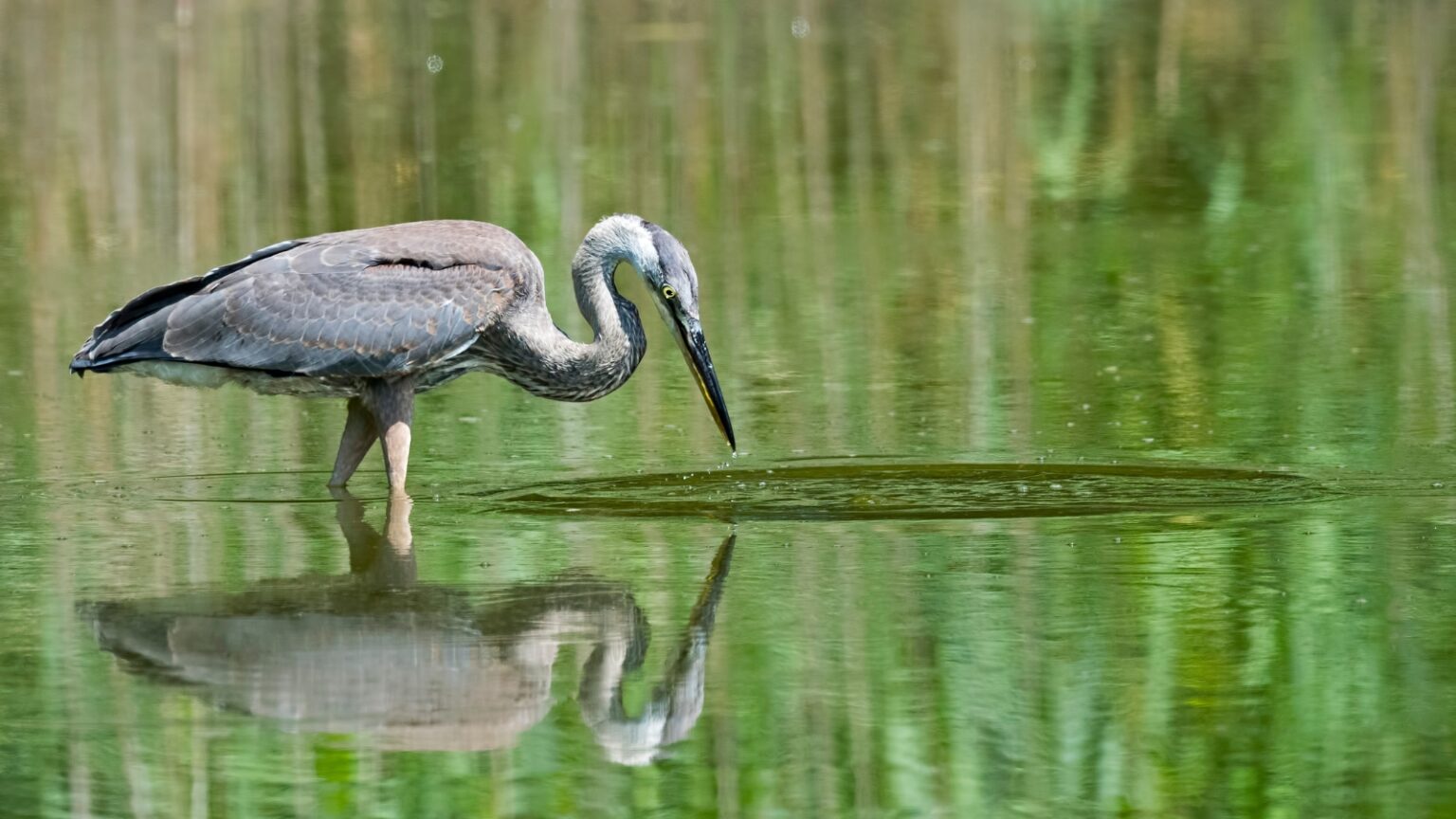 Florida Water Birds: A Complete Guide to Species, Habitats and ...