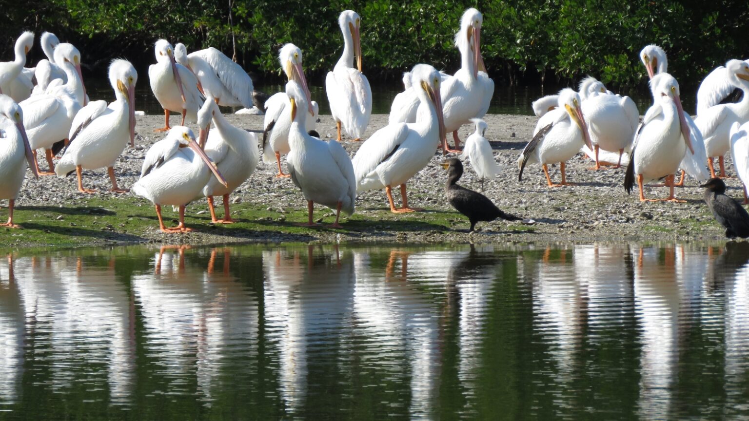 Florida Water Birds: A Complete Guide to Species, Habitats and ...