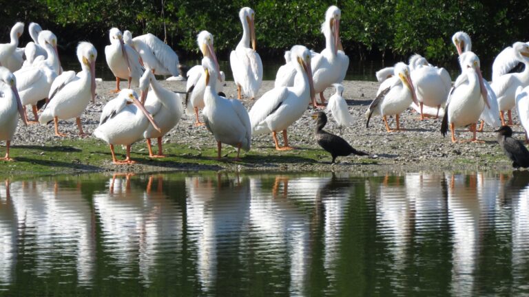 Florida Water Birds: A Complete Guide to Species, Habitats and ...