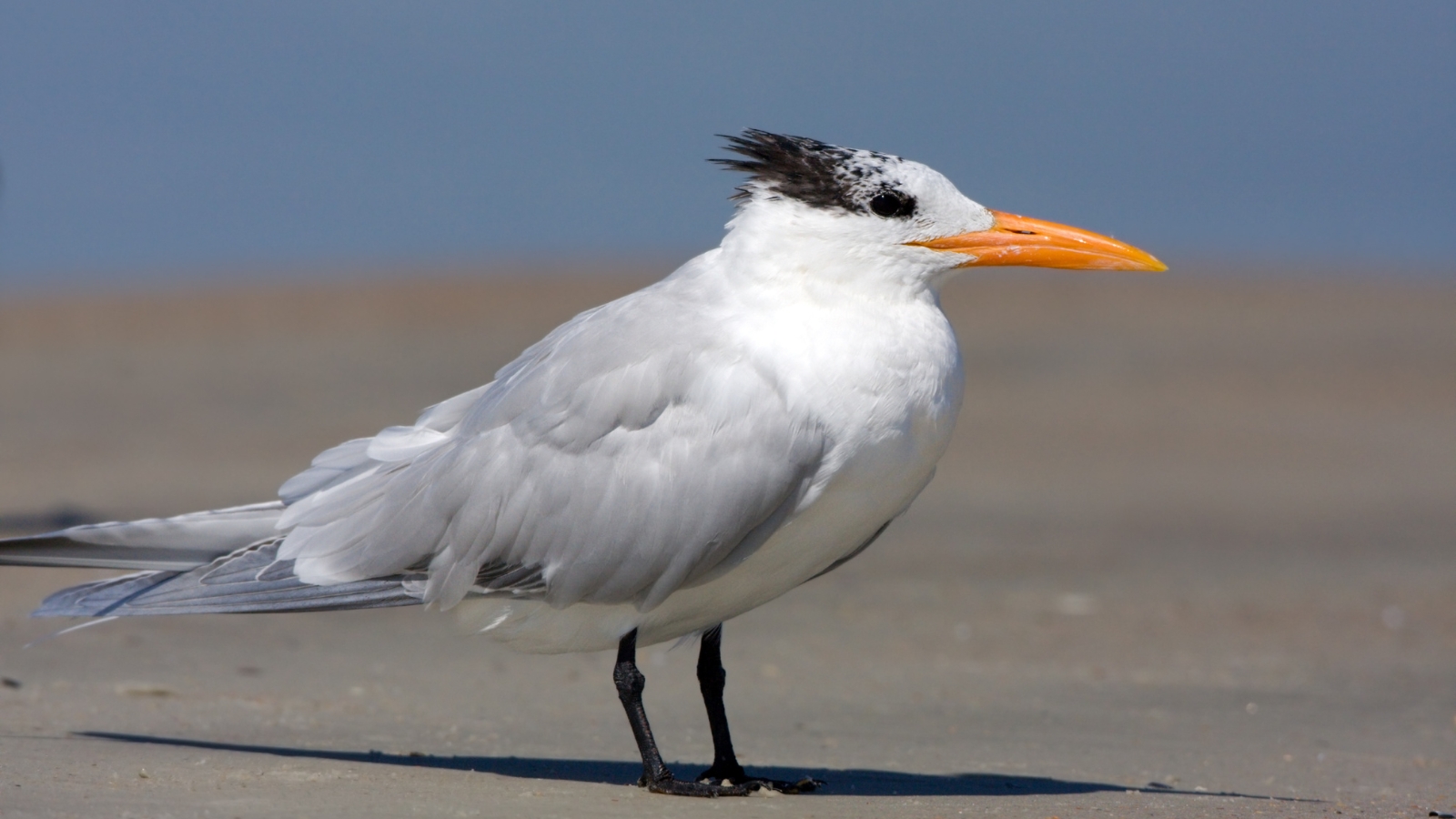 Florida Water Birds: A Complete Guide to Species, Habitats and ...