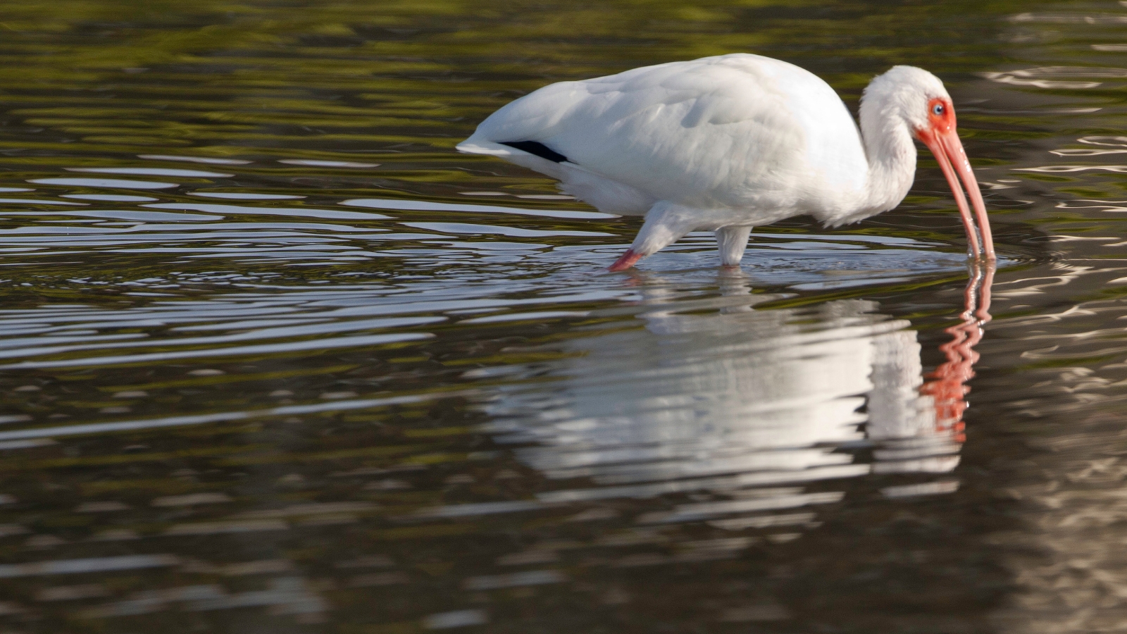 Florida Water Birds: A Complete Guide to Species, Habitats and ...
