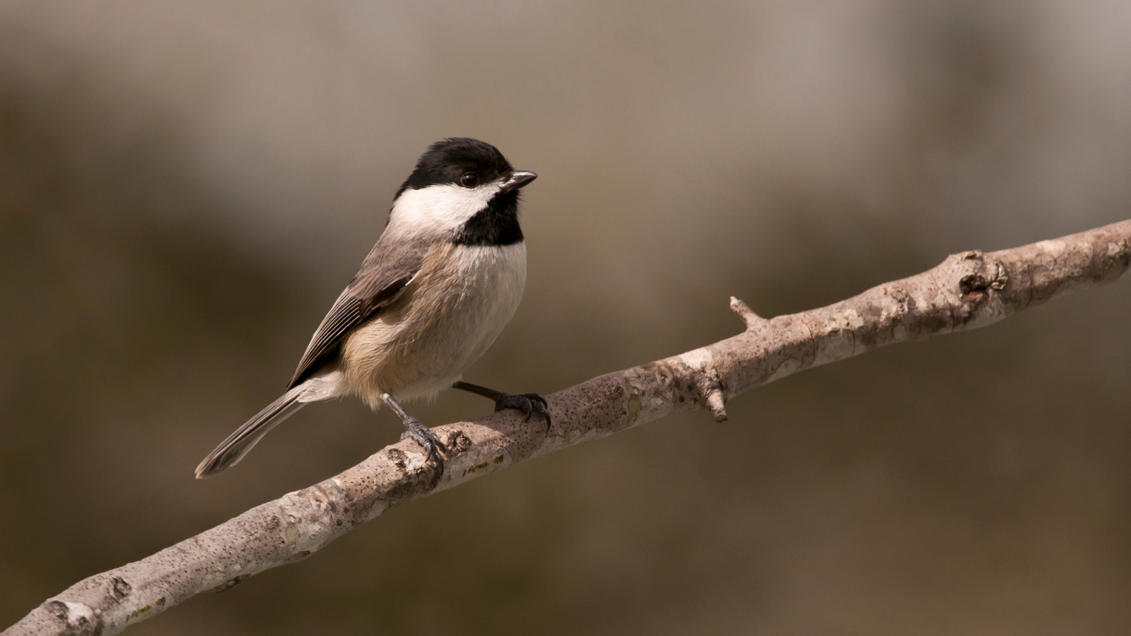 Meet the Seven Species of Chickadees in North America - Home Bird Feeder