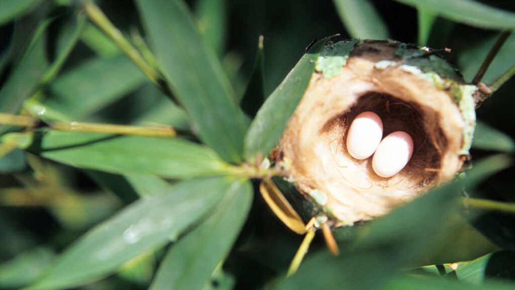 What Colour Is a Hummingbird Egg? Everything You Need to Know - Home ...