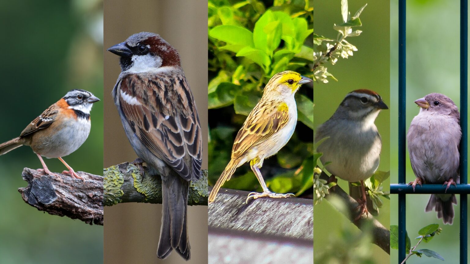 23 Types of Sparrow Birds That You Should Know: From Common House ...