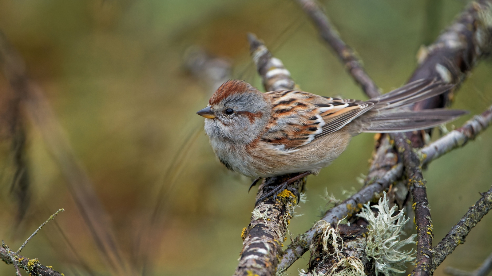 Sparrow Species Guide: Everything You Need to Know About These ...