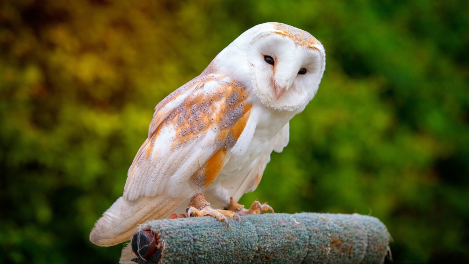 Complete Owl Identification Guide: Species, Behaviour, and Global ...