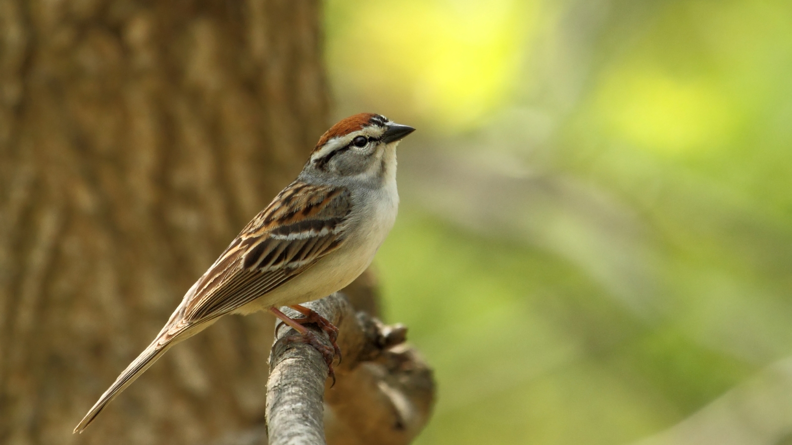Sparrow Species Guide: Everything You Need to Know About These ...