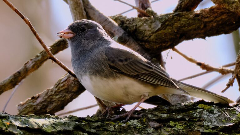 23 Types of Sparrow Birds That You Should Know: From Common House ...