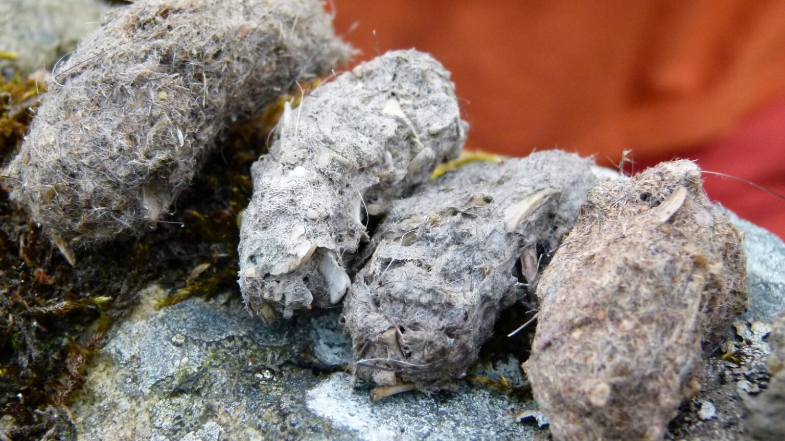 What is an Owl Pellet? Exploring the Remarkable Biological Process ...
