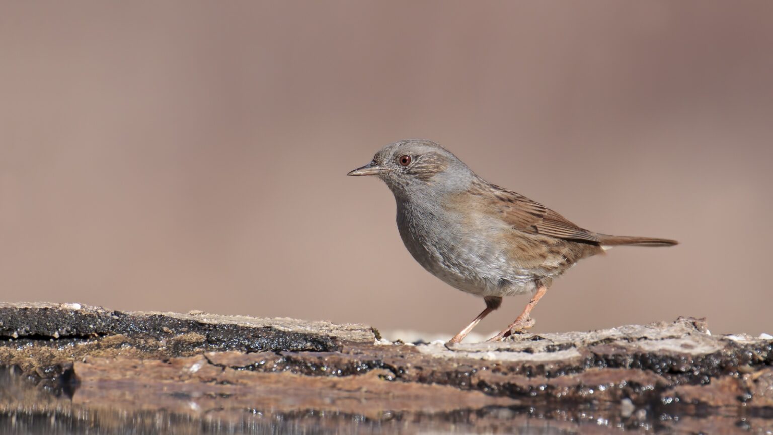 How to Tell the Difference Between a Sparrow and a Dunnock? - Home Bird ...