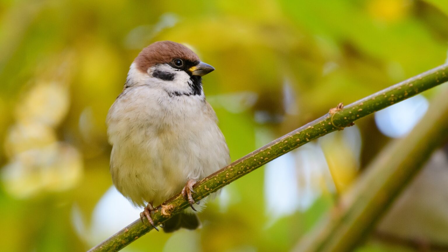 23 Types of Sparrow Birds That You Should Know: From Common House ...