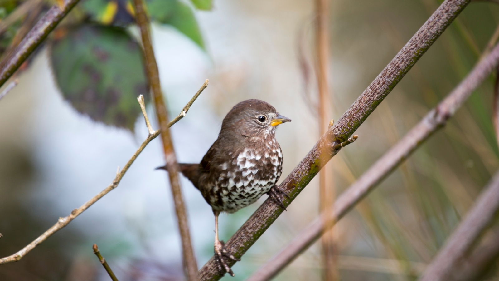 23 Types of Sparrow Birds That You Should Know: From Common House ...
