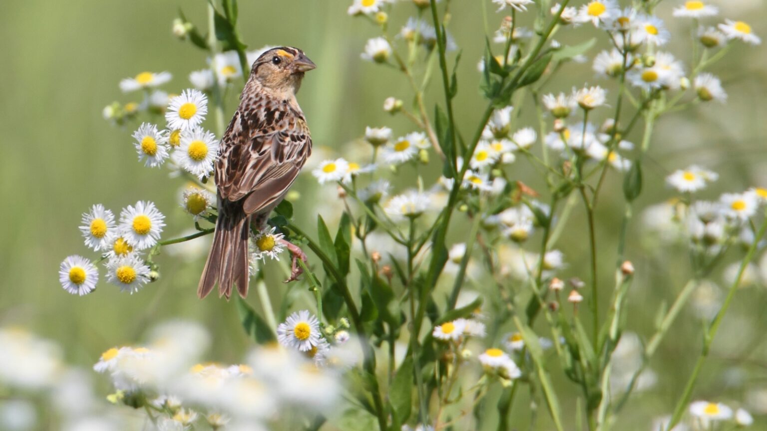 23 Types of Sparrow Birds That You Should Know: From Common House ...
